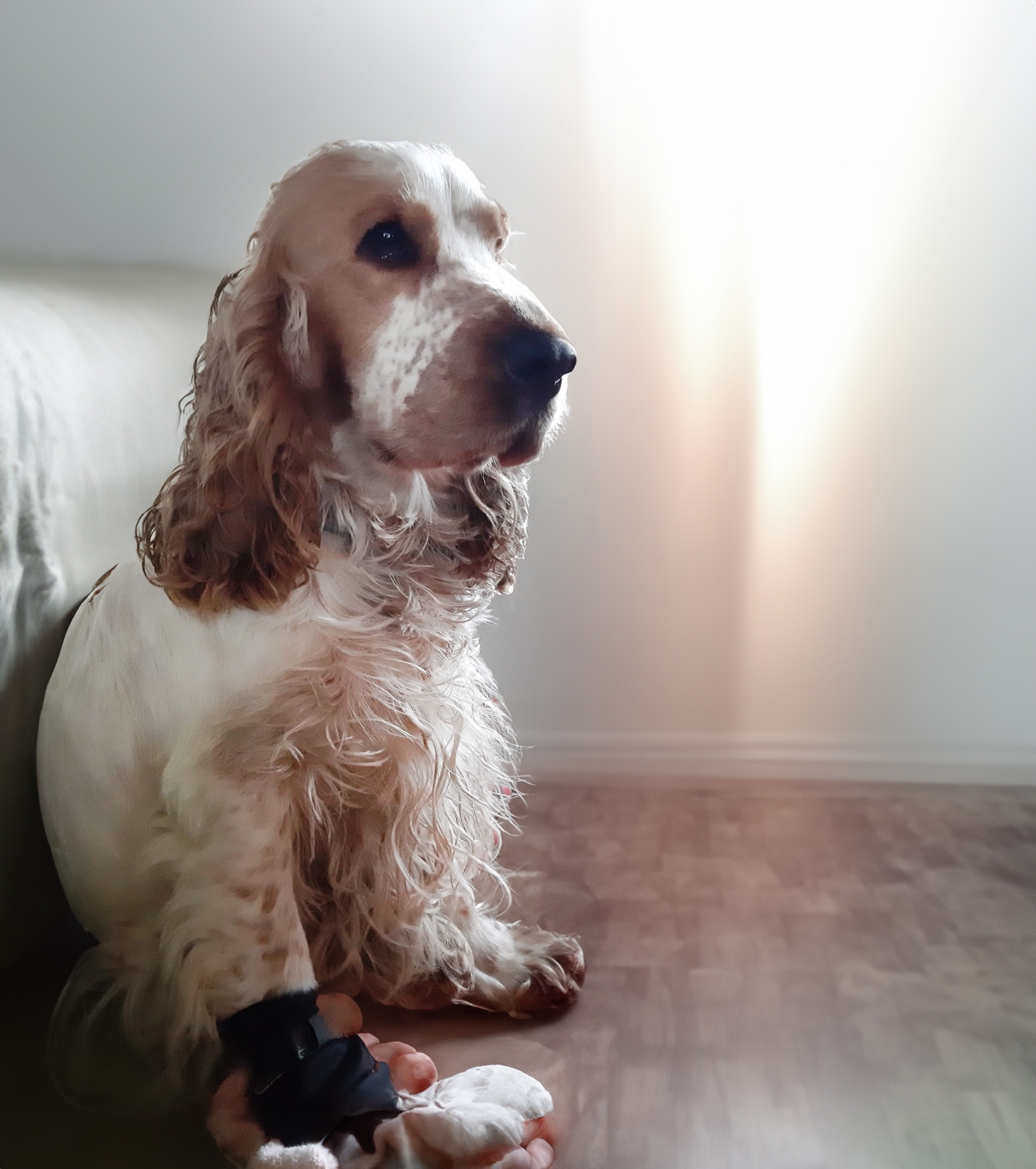 Engelse Cocker Spaniel Kennel Bozinga - verwachte nestjes