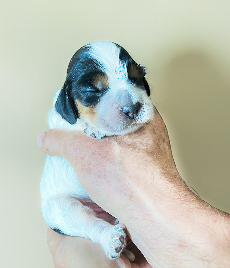 Engelse Cocker Spaniel Kennel Bozinga - geboren