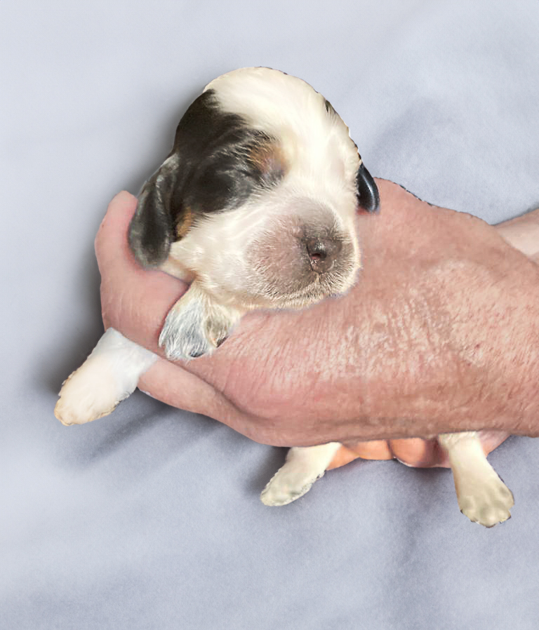 Engelse Cocker Spaniel Kennel Bozinga - geboren