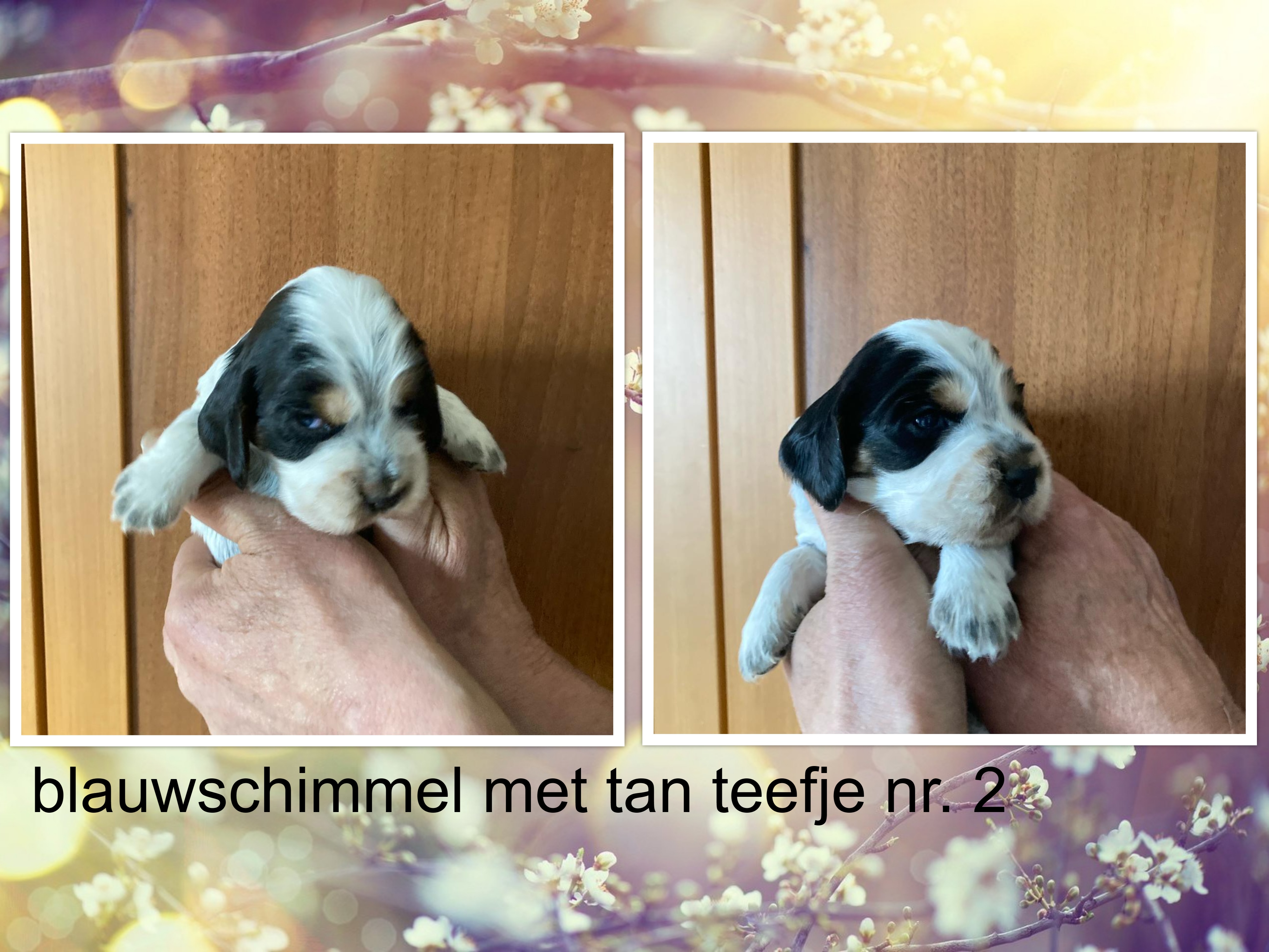 Engelse Cocker Spaniel Kennel Bozinga - geboren