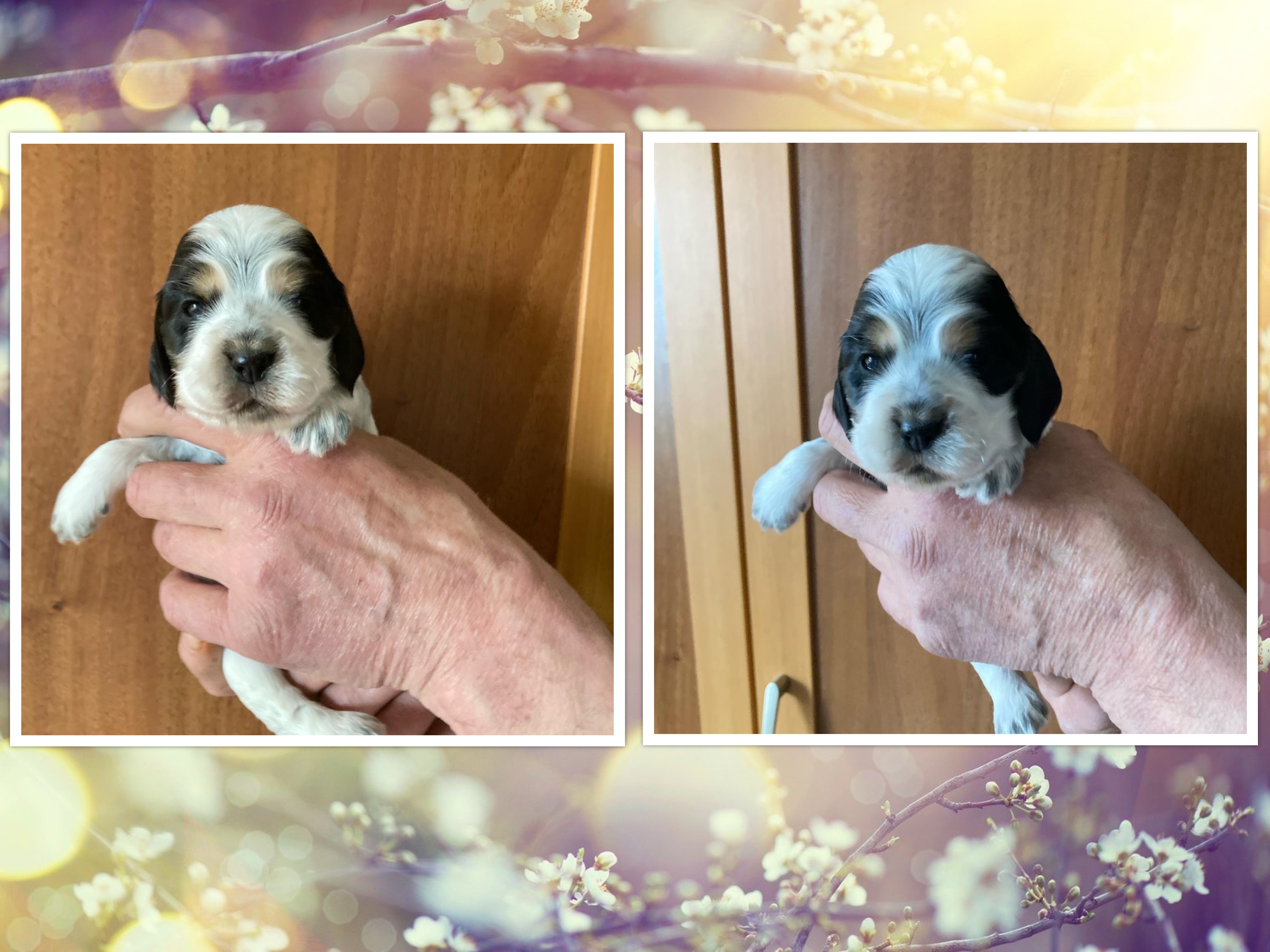 Engelse Cocker Spaniel Kennel Bozinga - geboren