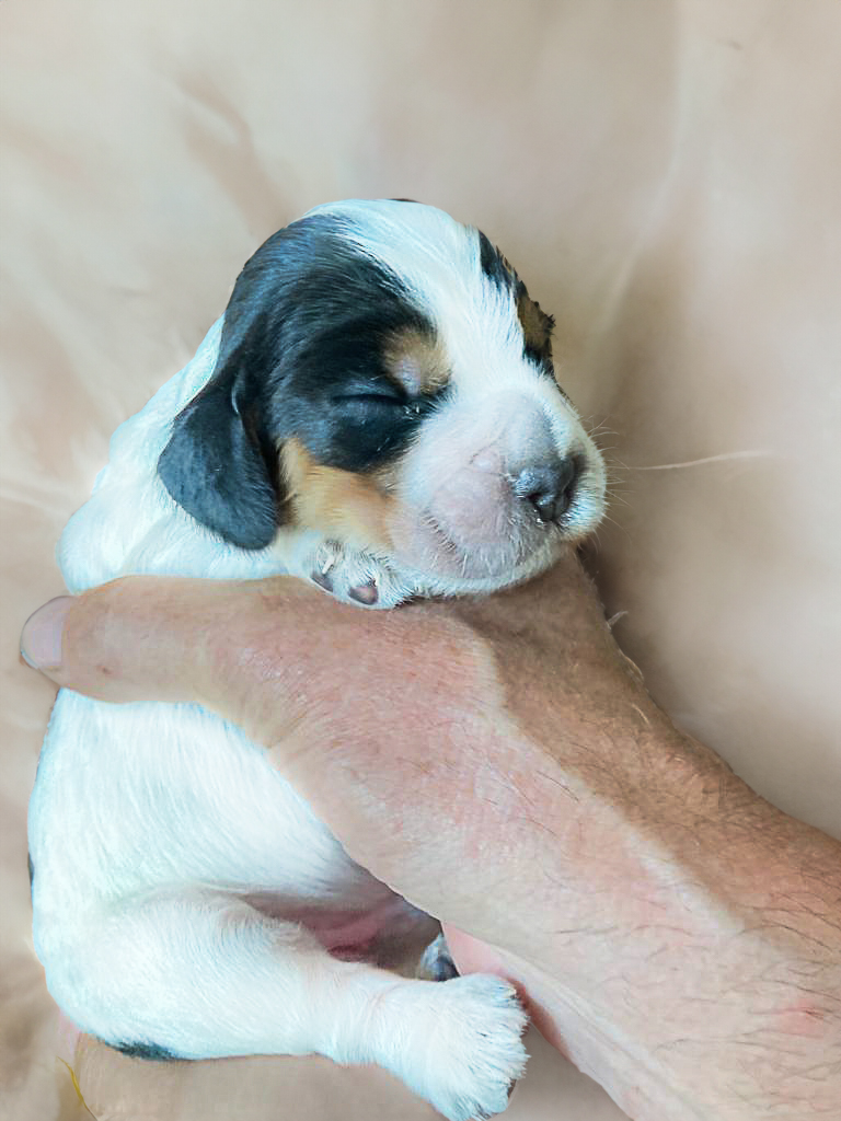 Engelse Cocker Spaniel Kennel Bozinga - geboren