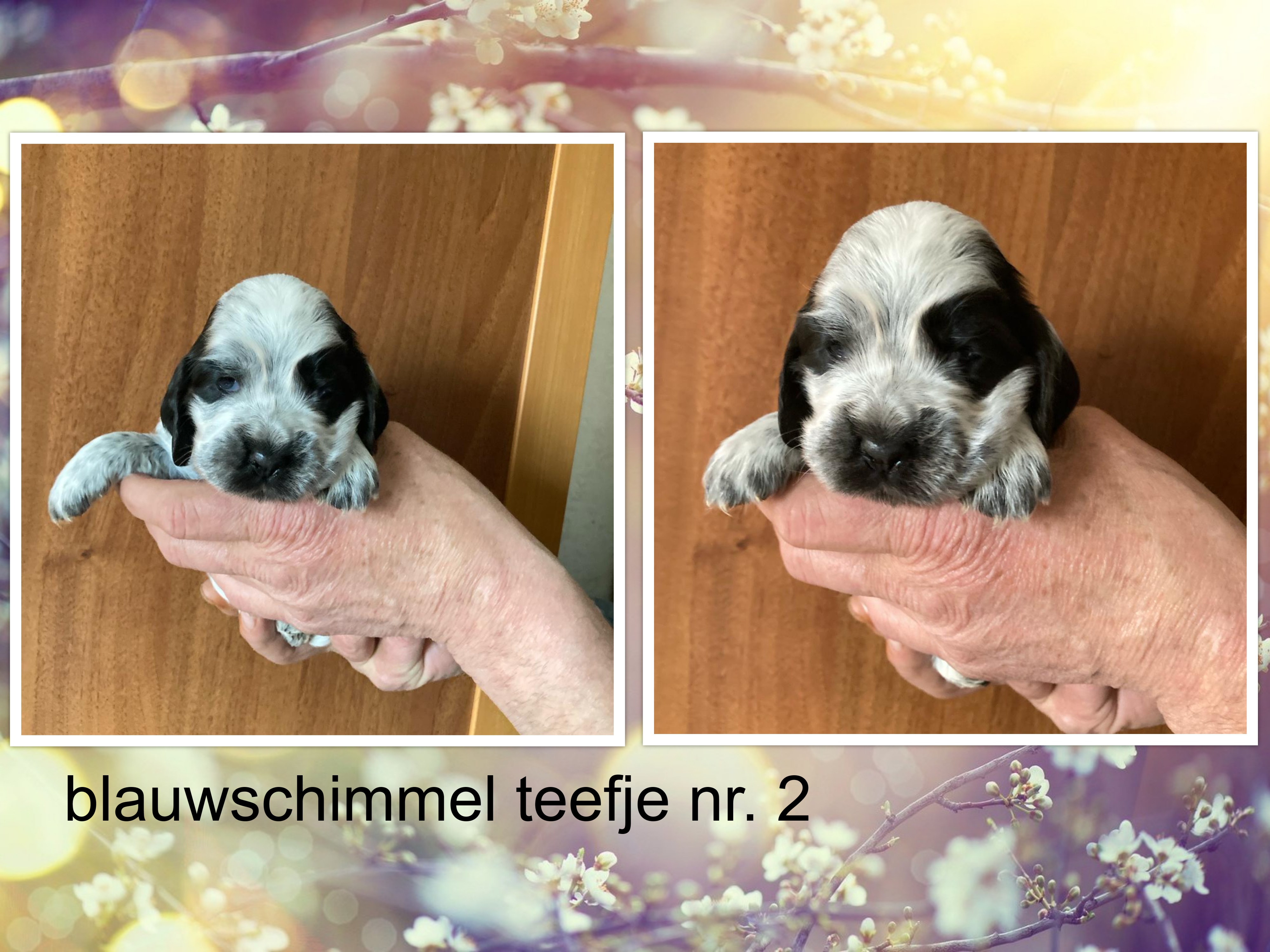 Engelse Cocker Spaniel Kennel Bozinga - geboren