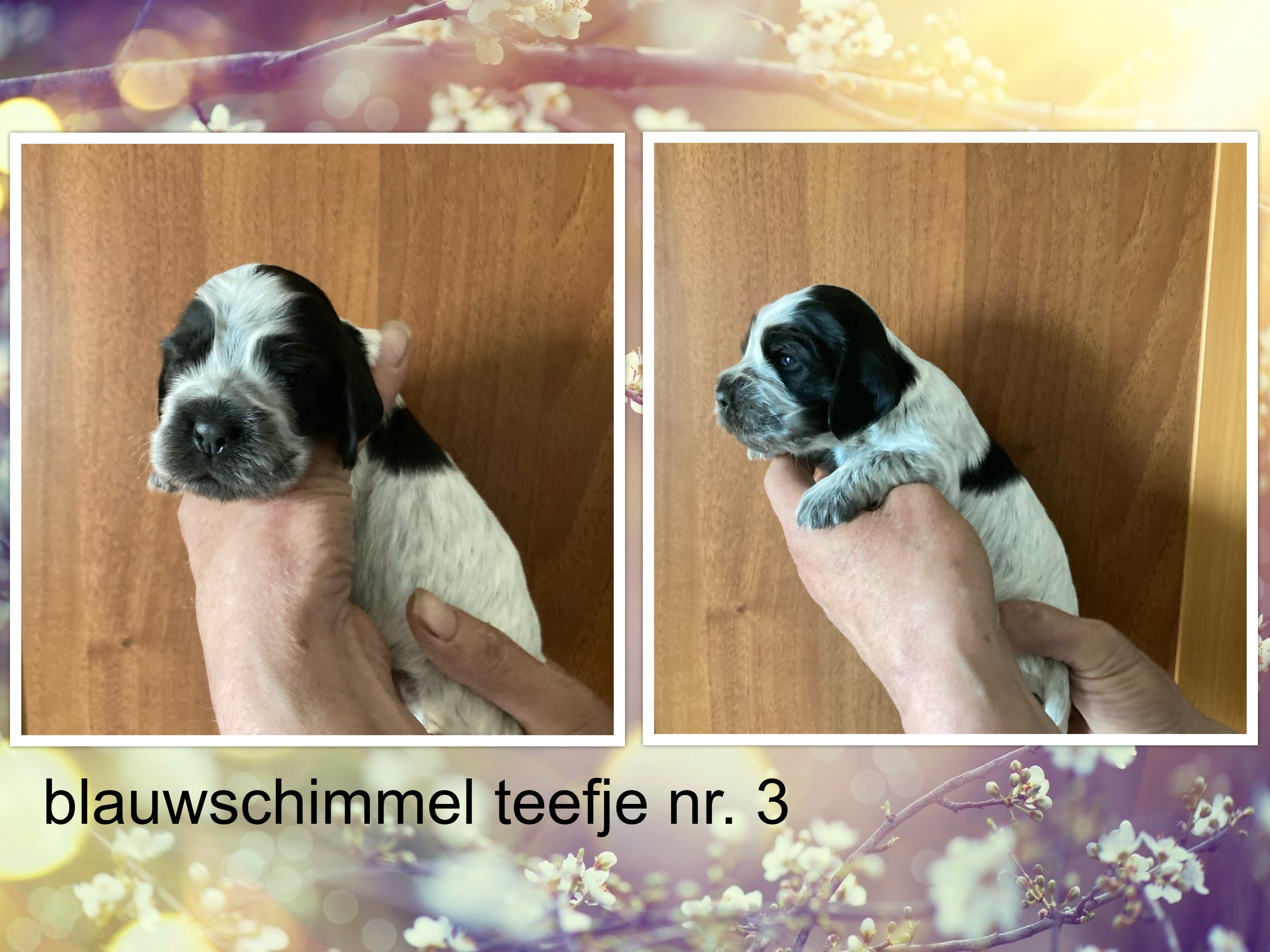 Engelse Cocker Spaniel Kennel Bozinga - geboren