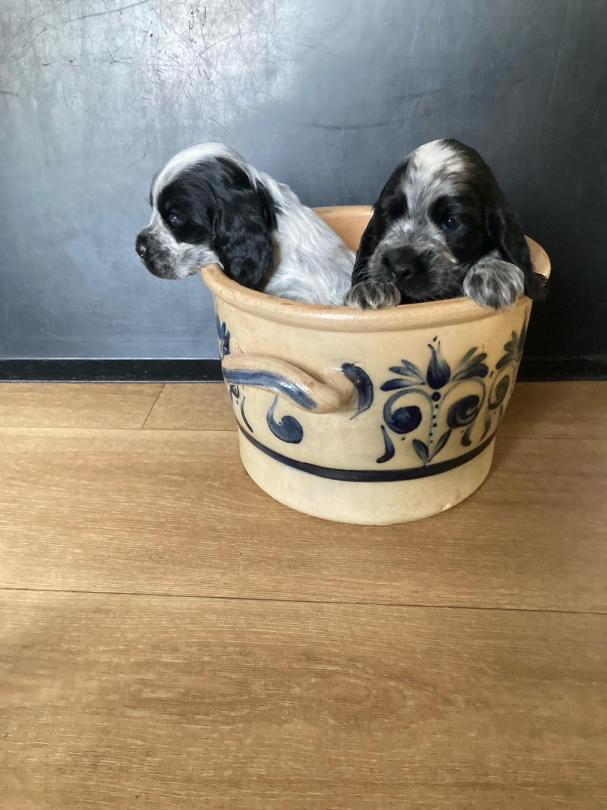 Engelse Cocker Spaniel Kennel Bozinga - geboren