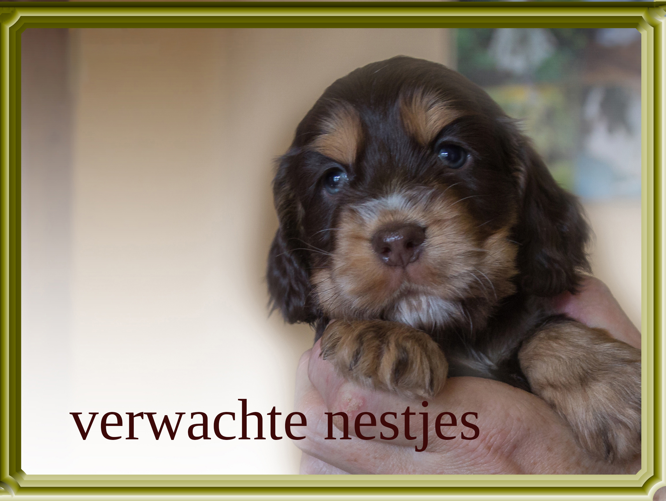 Engelse Cocker Spaniel Kennel Bozinga - verwachte nestjes